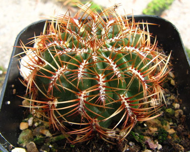 Astrophytum asterias f. multipunctatum seeds