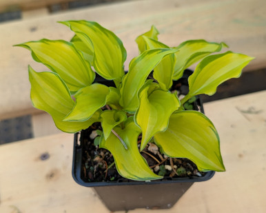 Hosta 'Cracker Crumbs' (Minature)
