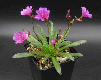 Lewisia longipetala hyb. 'Little Raspberry'