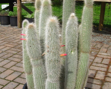 Astrophytum asterias f. multipunctatum seeds