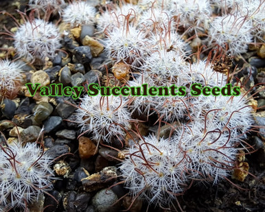 Astrophytum asterias f. multipunctatum seeds