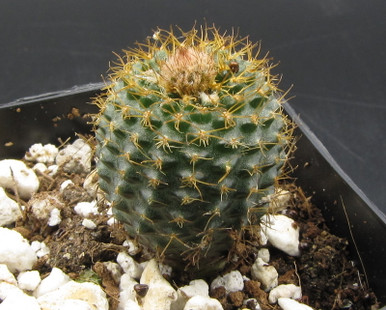 Astrophytum asterias f. multipunctatum seeds