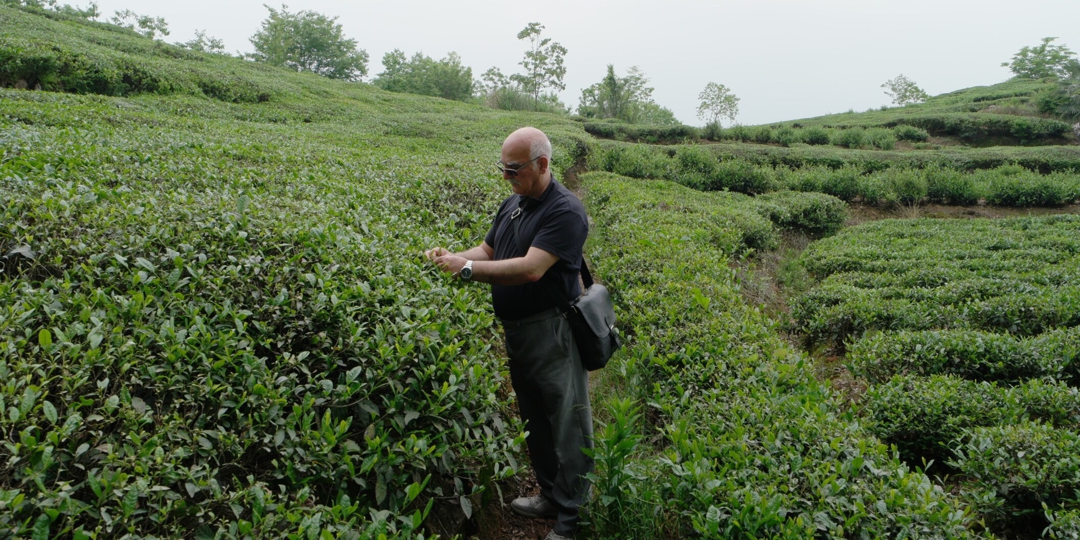 International tea day - 21 maj & 15 december. - Ehsans & Pappas Tehus