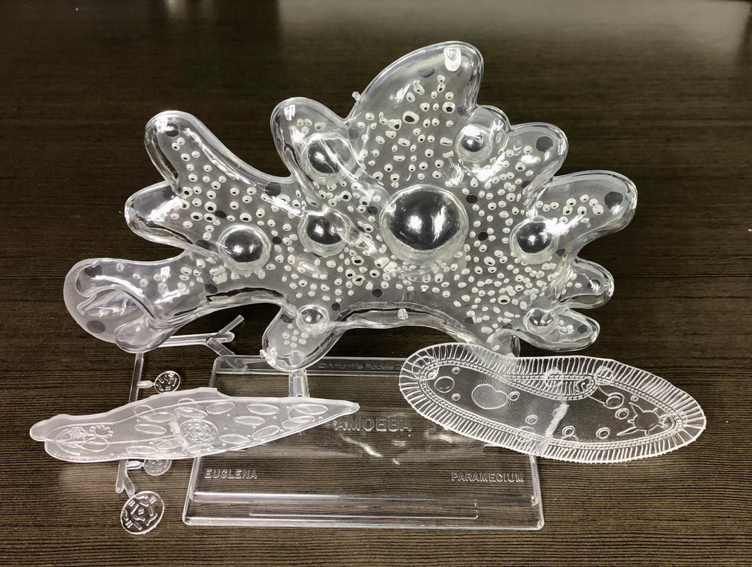 The Amazing Amoeba Educational Kit (14 Inches Wide) (STEM Science ...