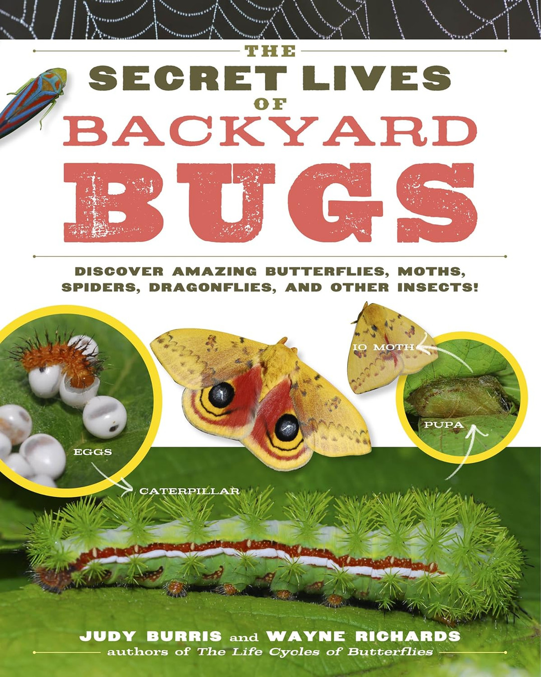 The Secret Lives of Backyard Bugs | Ignatius Book Fairs