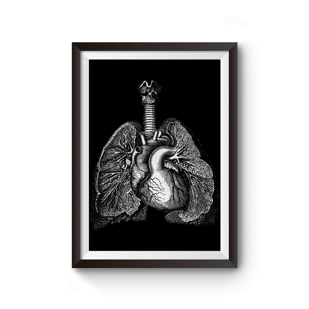 Lungs Anatomy Poster