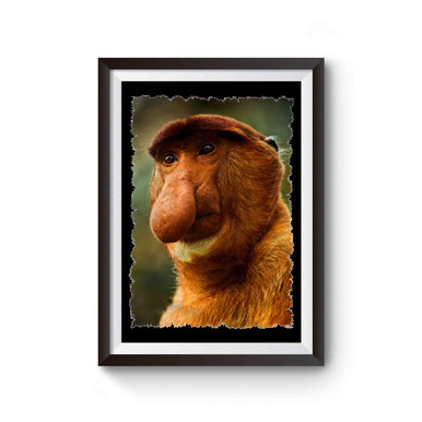 Proboscis Monkey Long Nosed Poster