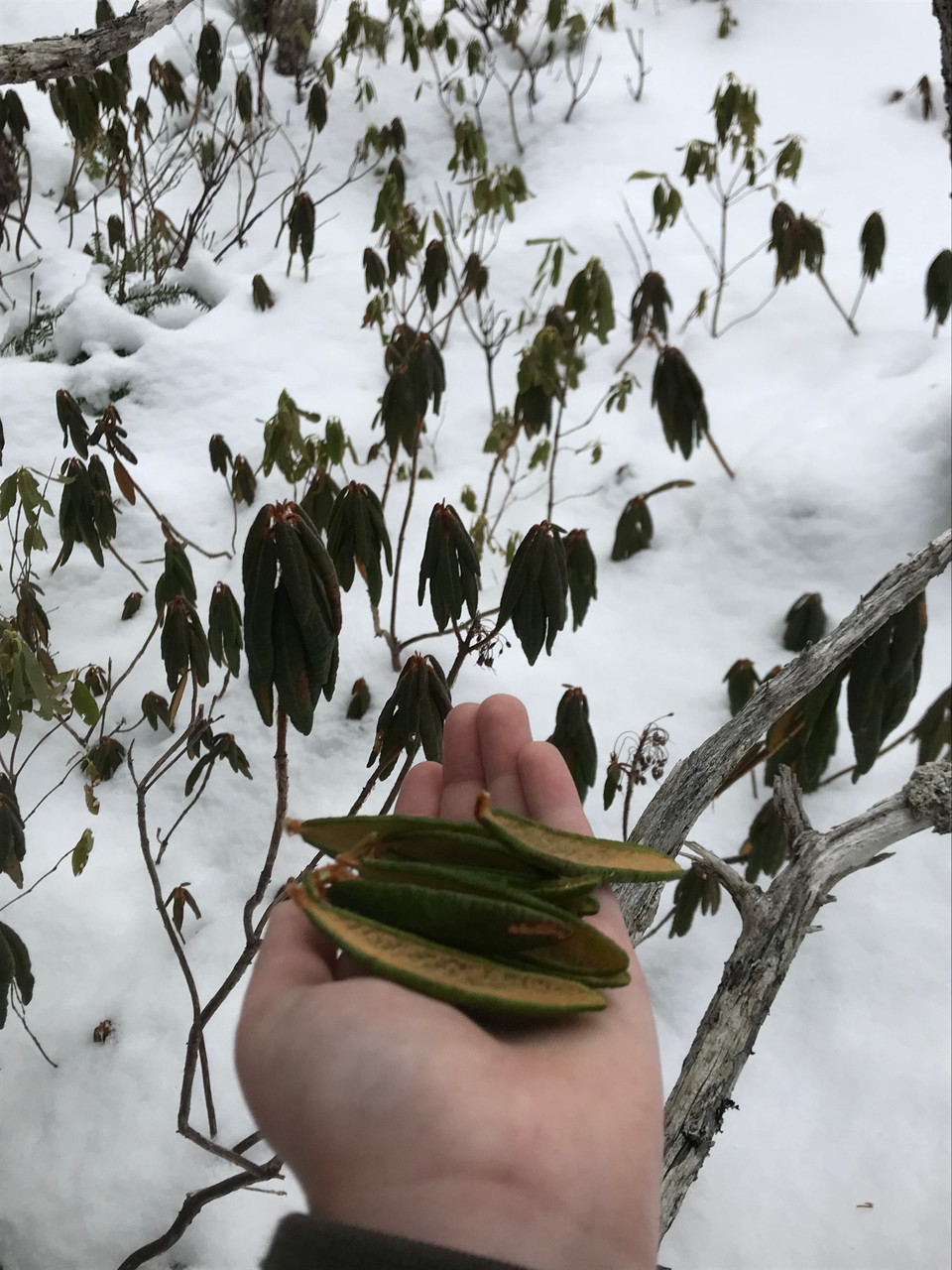 Bulk Labrador Tea (Rhododendron groenlandicum)