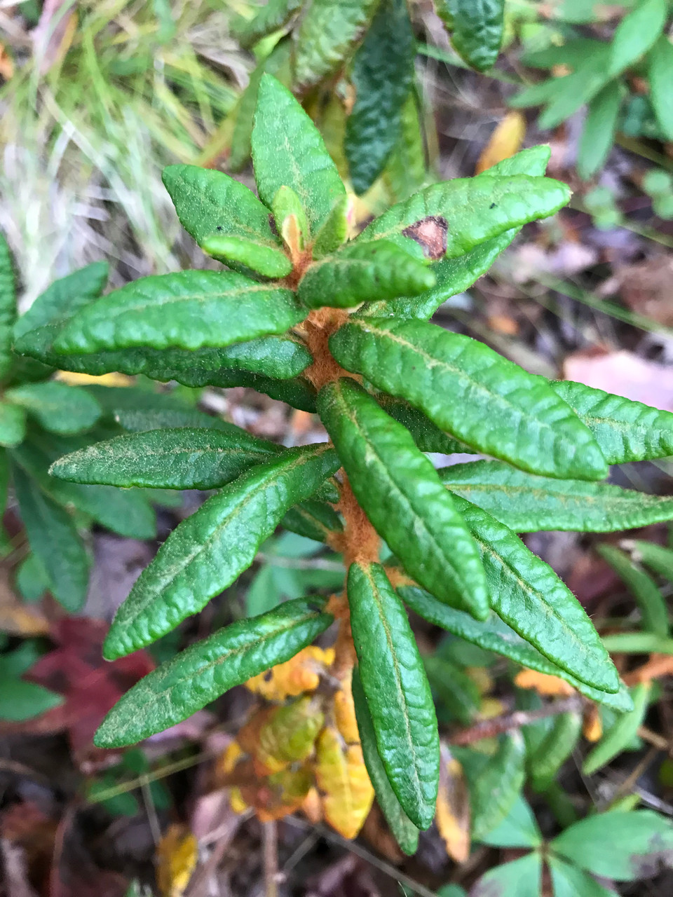 Bulk Labrador Tea (Rhododendron groenlandicum)