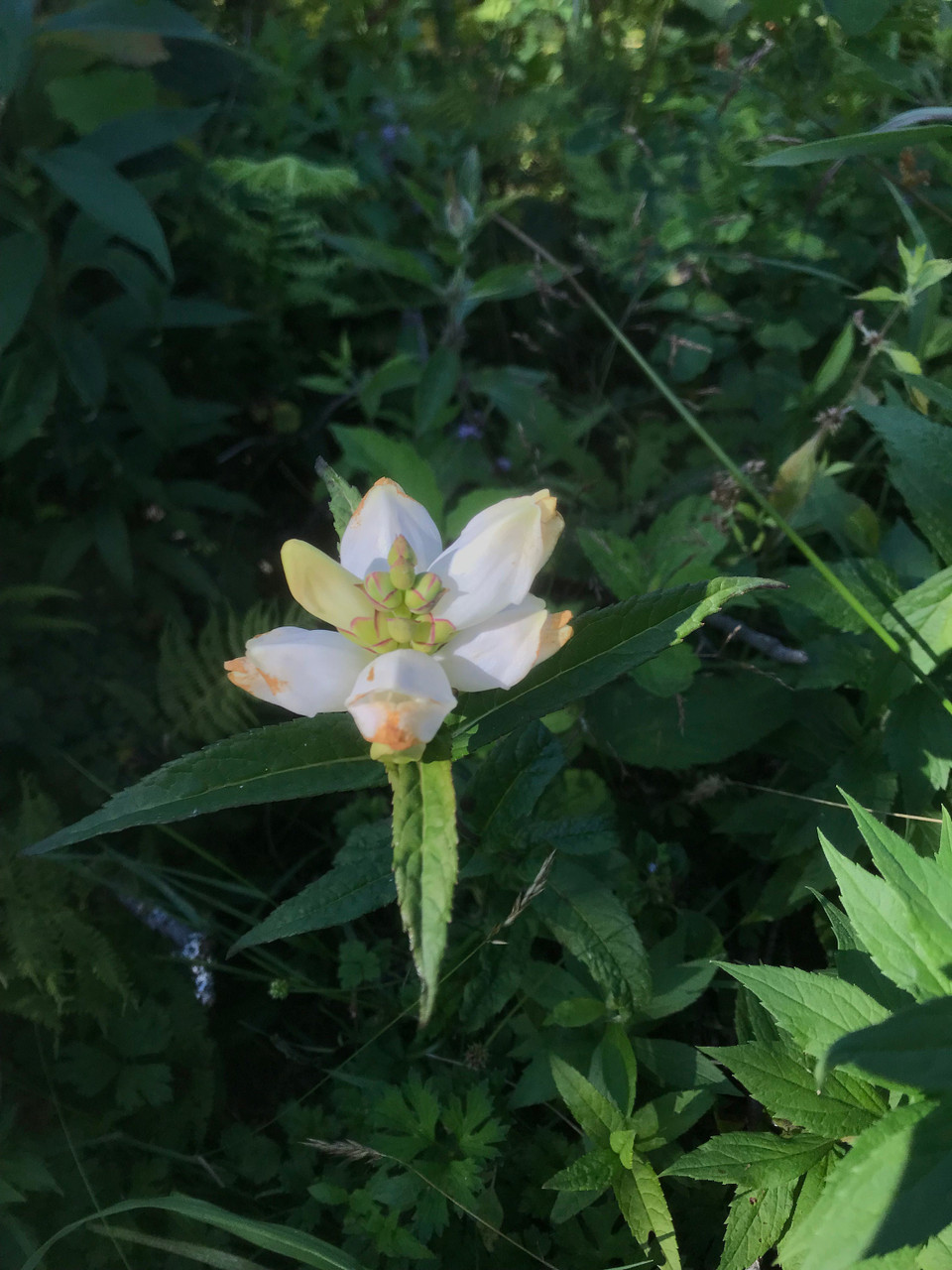 White Turtlehead Seeds - (chelone glabra) - Black Hill Woods