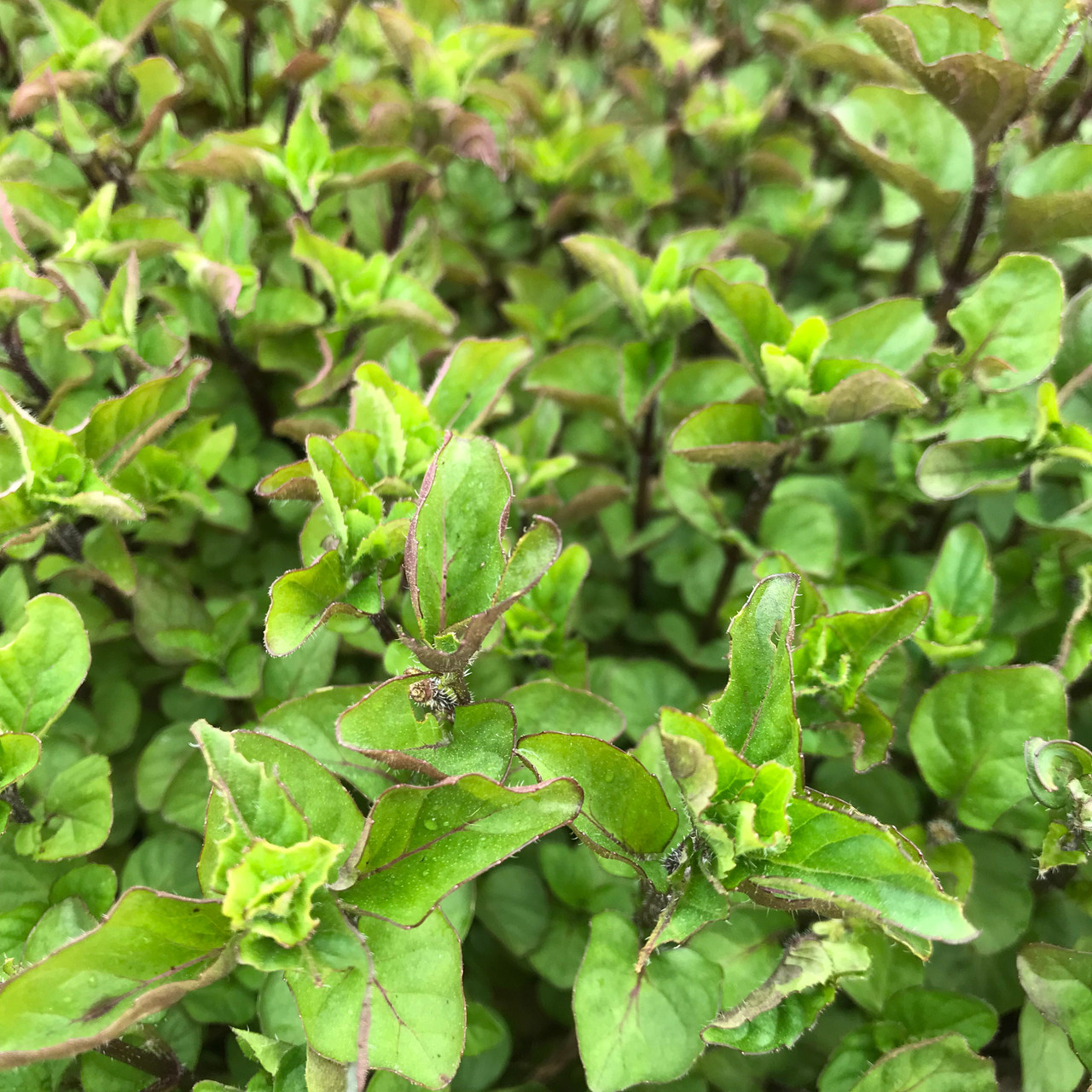 Dried Orange Mint - Black Hill Woods