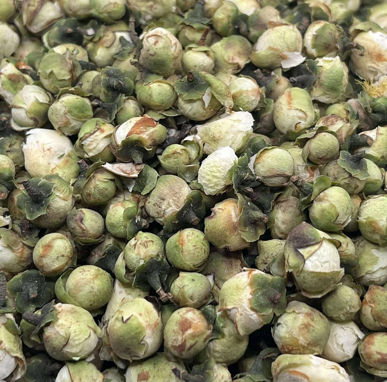 Camellia Flower Buds - Green Tea Buds - Black Hill Woods