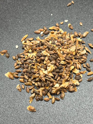 White Spruce Seeds (picea glauca) - Black Hill Woods