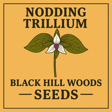 Nodding Trillium (Trillium cernuum) LIMITED STOCK - Black Hill Woods