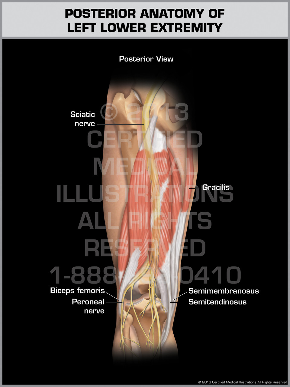 Posterior Anatomy of Left Lower Extremity