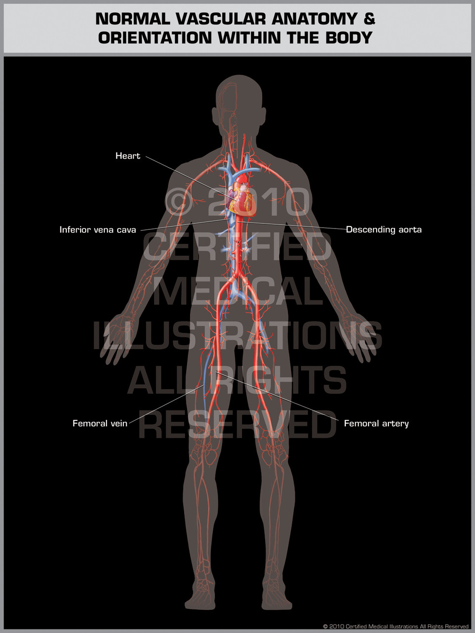 Normal Vascular Anatomy & Orientation (Male)