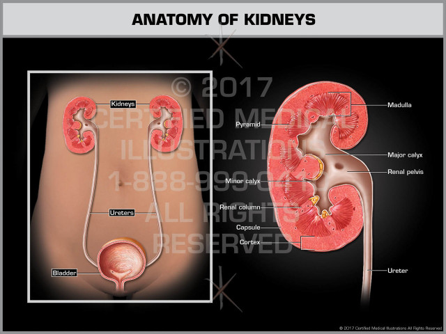 Anatomy of the Kidneys- Print Quality Instant Download