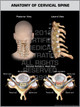 Anatomy of Cervical Spine