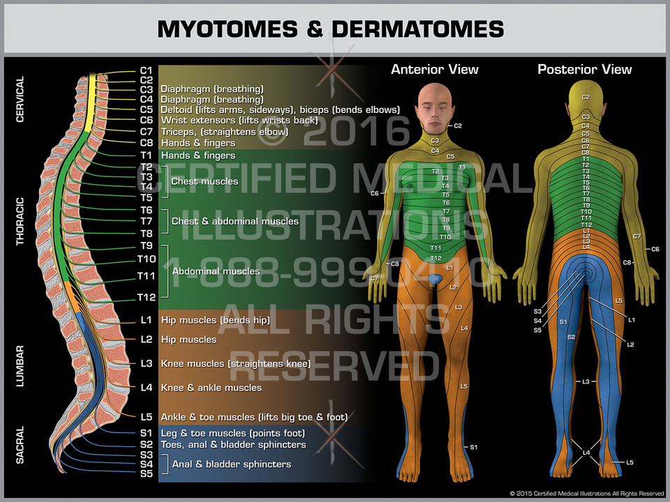 Myotomes & Dermatomes - Print Quality Instant Download