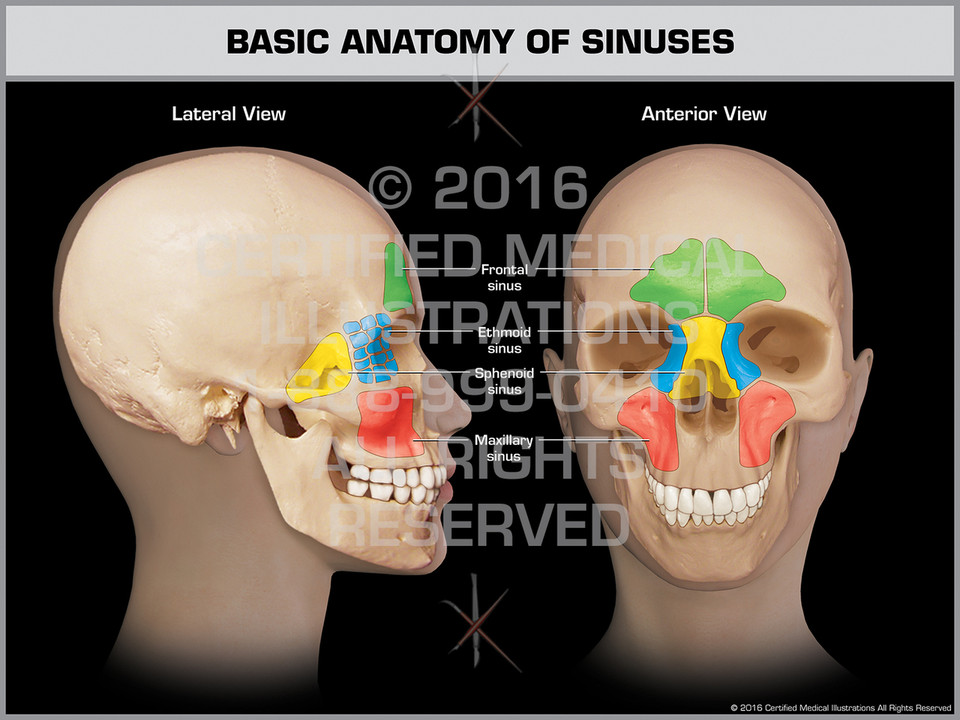 Basic Anatomy of Sinuses - Print Quality Instant Download