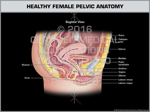 Healthy Female Pelvic Anatomy