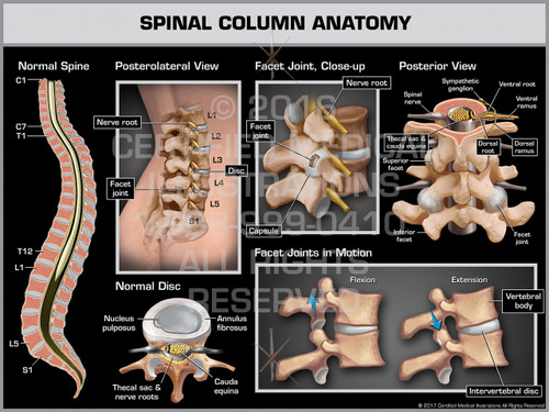 Spinal Column Anatomy - Print Quality Instant Download