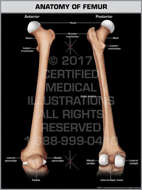 Anatomy of Femur- Print Quality Instant Download