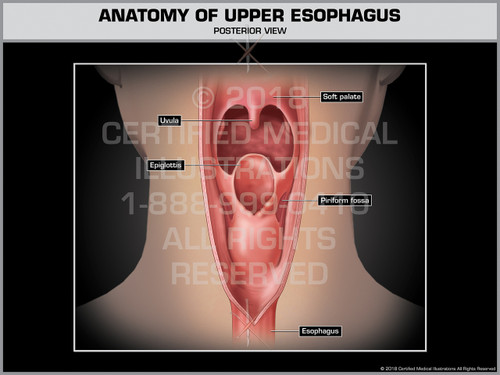 Anatomy of Upper Esophagus Posterior View- Print Quality Instant Download