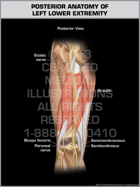 Posterior Anatomy of Left Lower Extremity