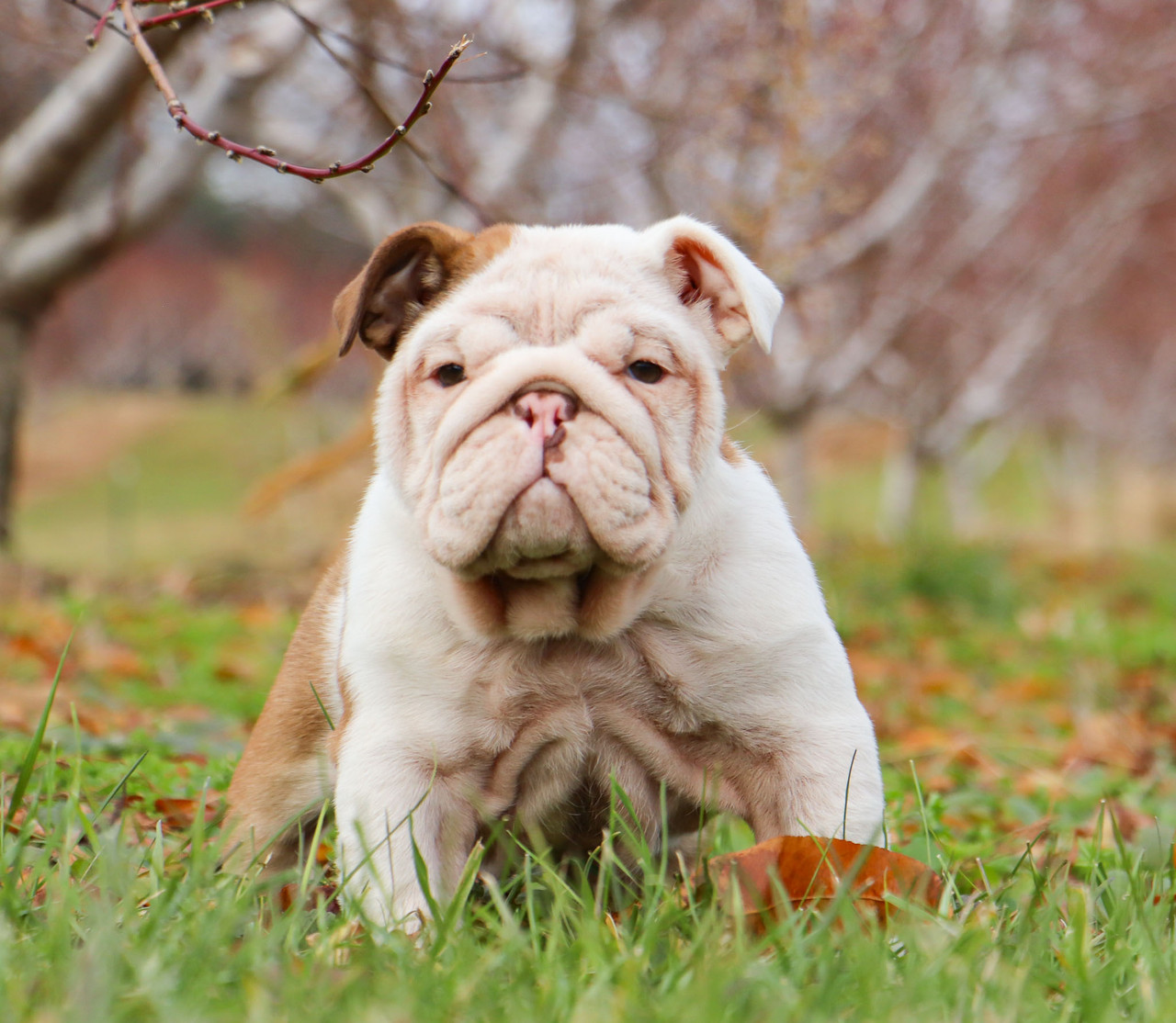 Olivia, AKC English Bulldog Puppy | Blossom Ridge Bulldog