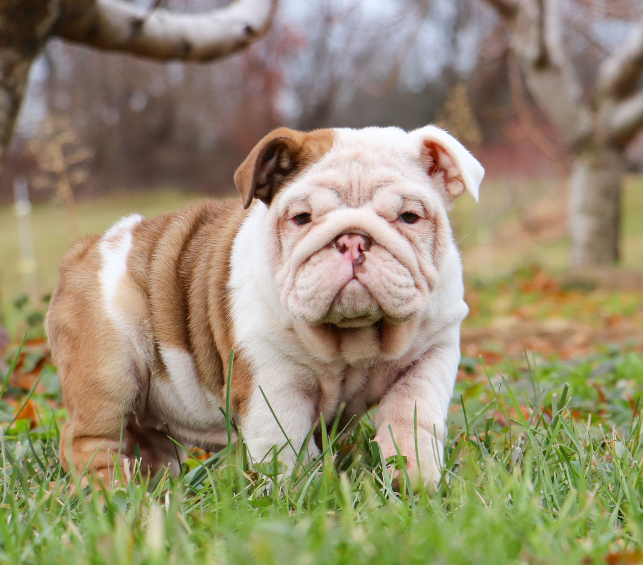 Olivia, AKC English Bulldog Puppy | Blossom Ridge Bulldog
