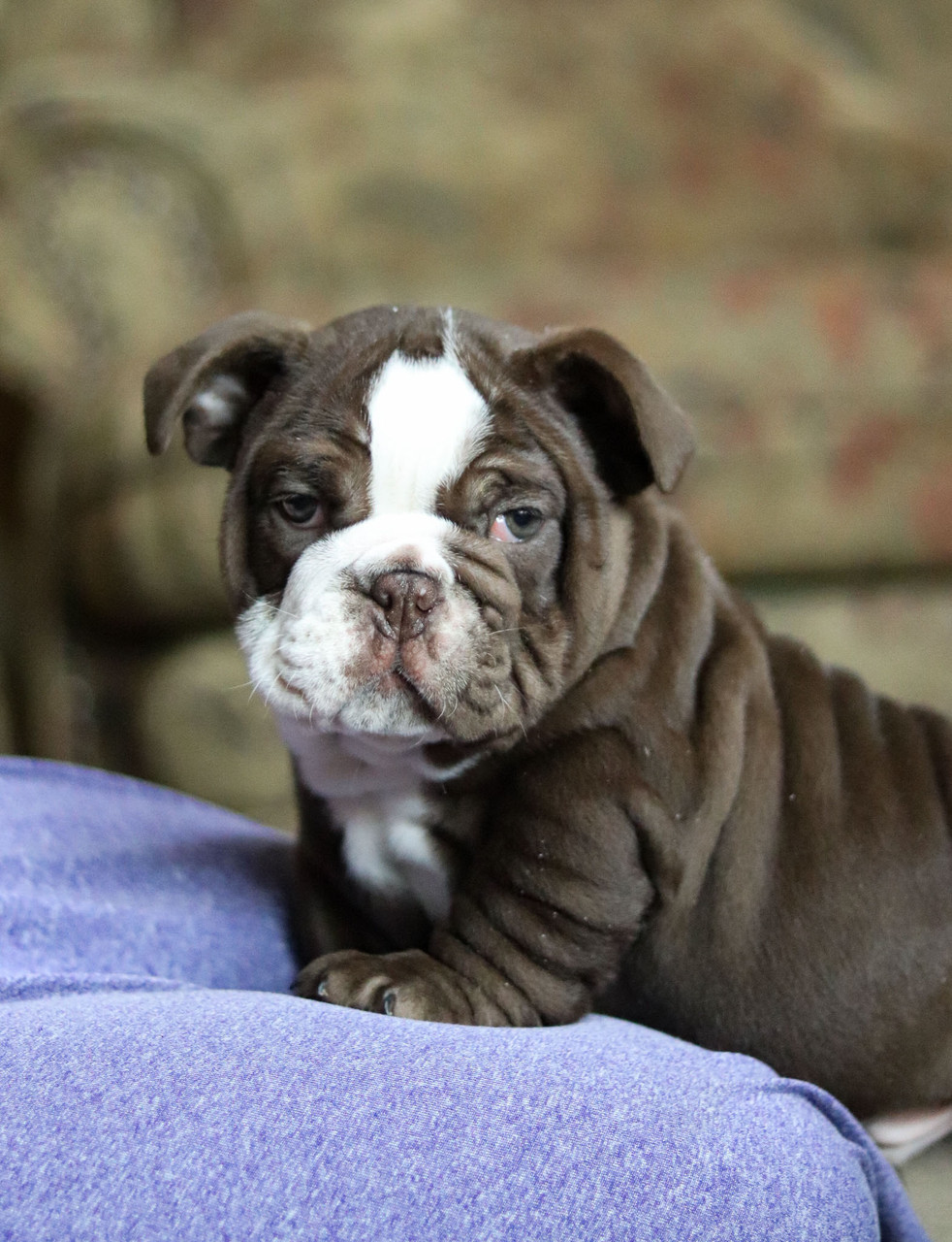 Ronnie, AKC English Bulldog Puppy | Blossom Ridge Bulldog