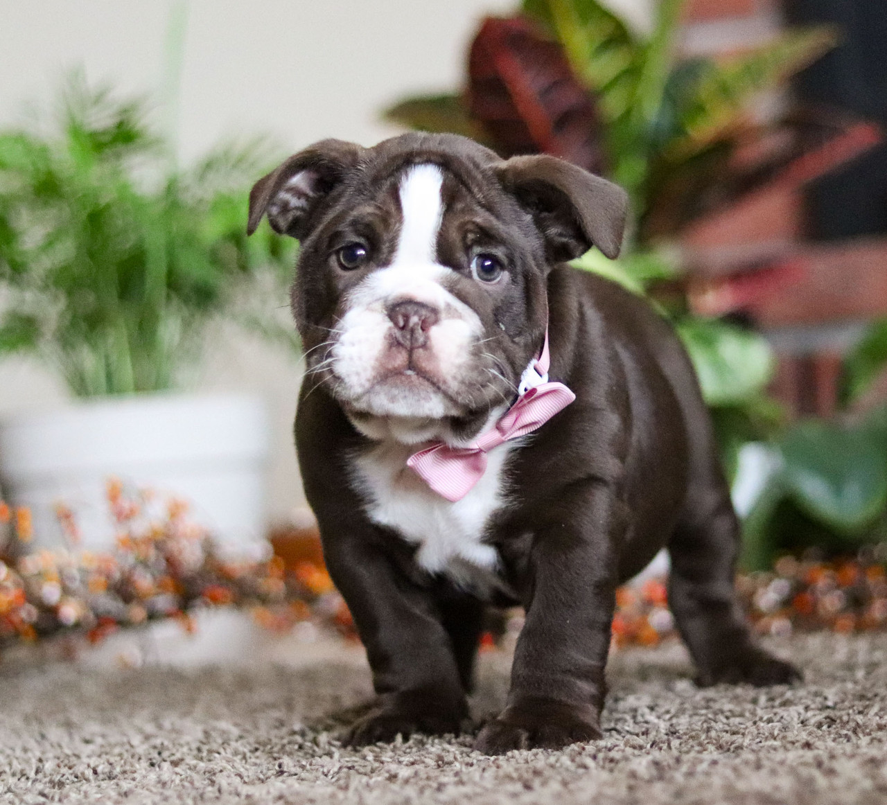Olivia, AKC English Bulldog Puppy | Blossom Ridge Bulldog