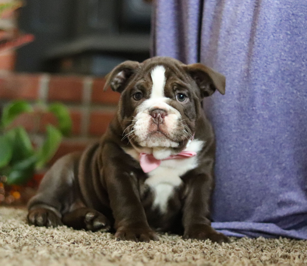 Olivia, AKC English Bulldog Puppy | Blossom Ridge Bulldog