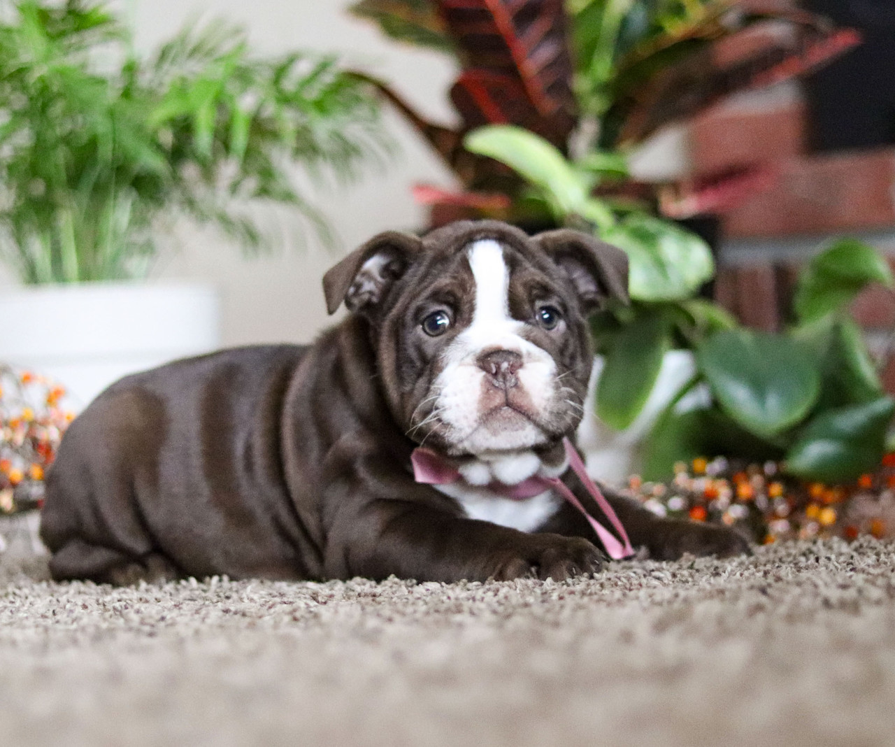 Olivia, AKC English Bulldog Puppy | Blossom Ridge Bulldog