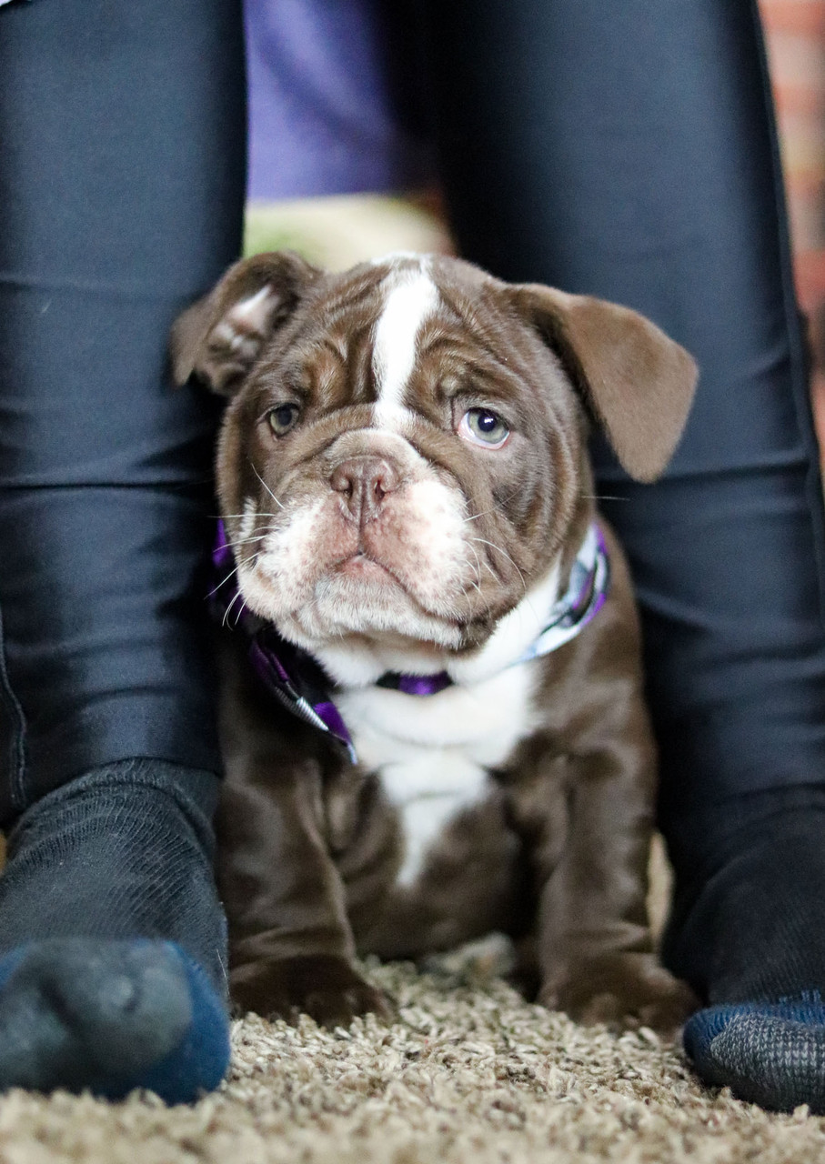 Olivia, AKC English Bulldog Puppy | Blossom Ridge Bulldog