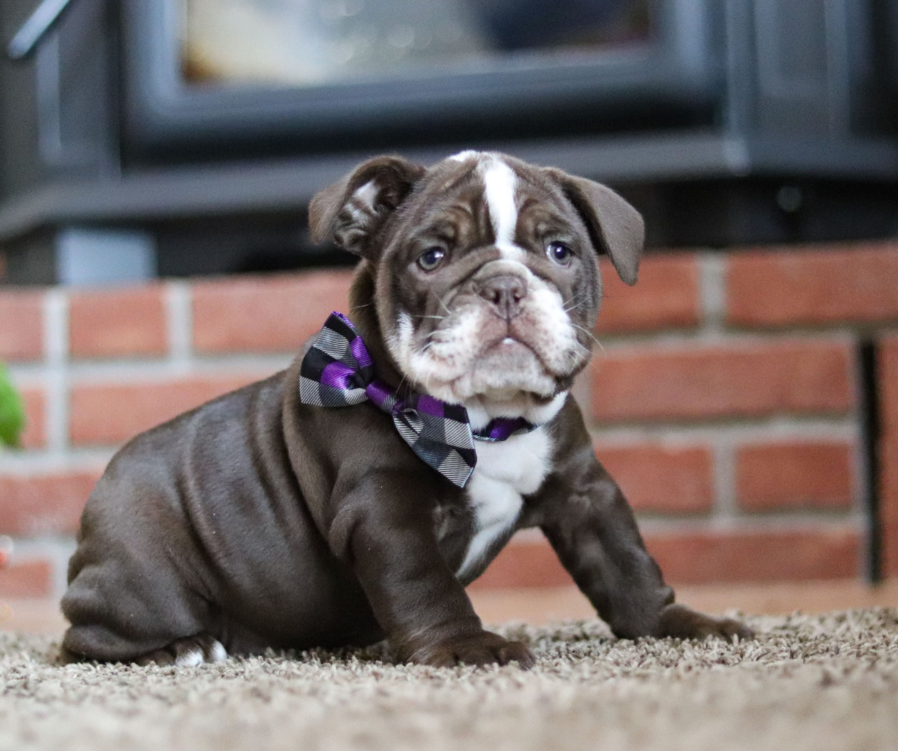 Olivia, AKC English Bulldog Puppy | Blossom Ridge Bulldog