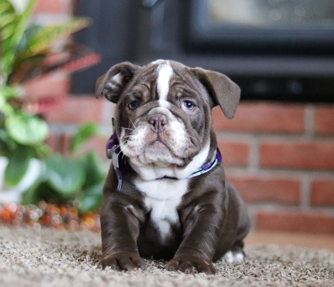 Olivia, AKC English Bulldog Puppy | Blossom Ridge Bulldog