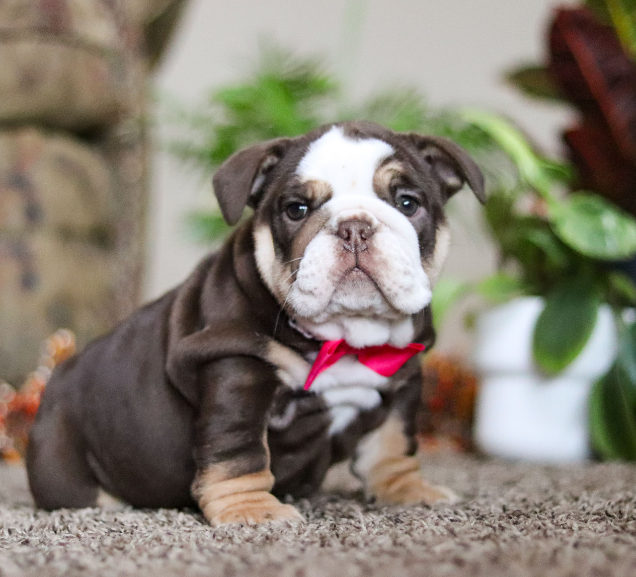 Olivia, AKC English Bulldog Puppy | Blossom Ridge Bulldog