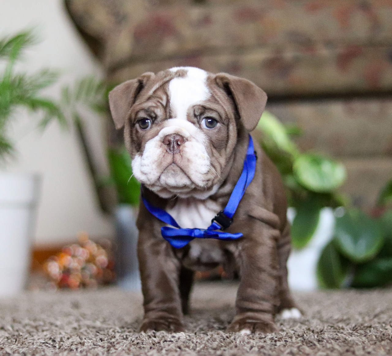 Olivia, AKC English Bulldog Puppy | Blossom Ridge Bulldog