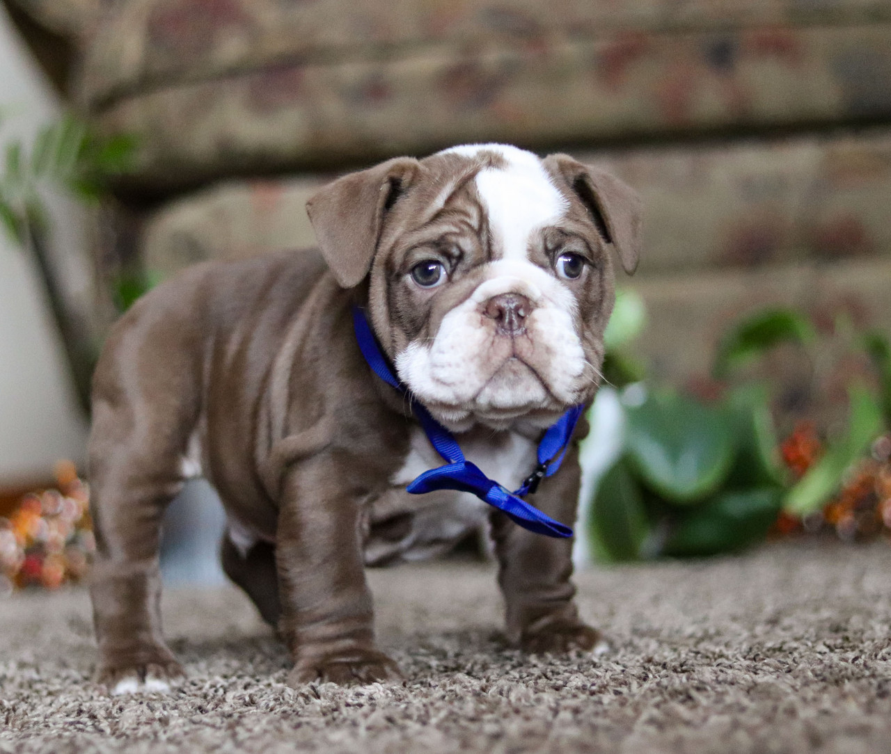 Prince - Blossom Ridge Bulldogs