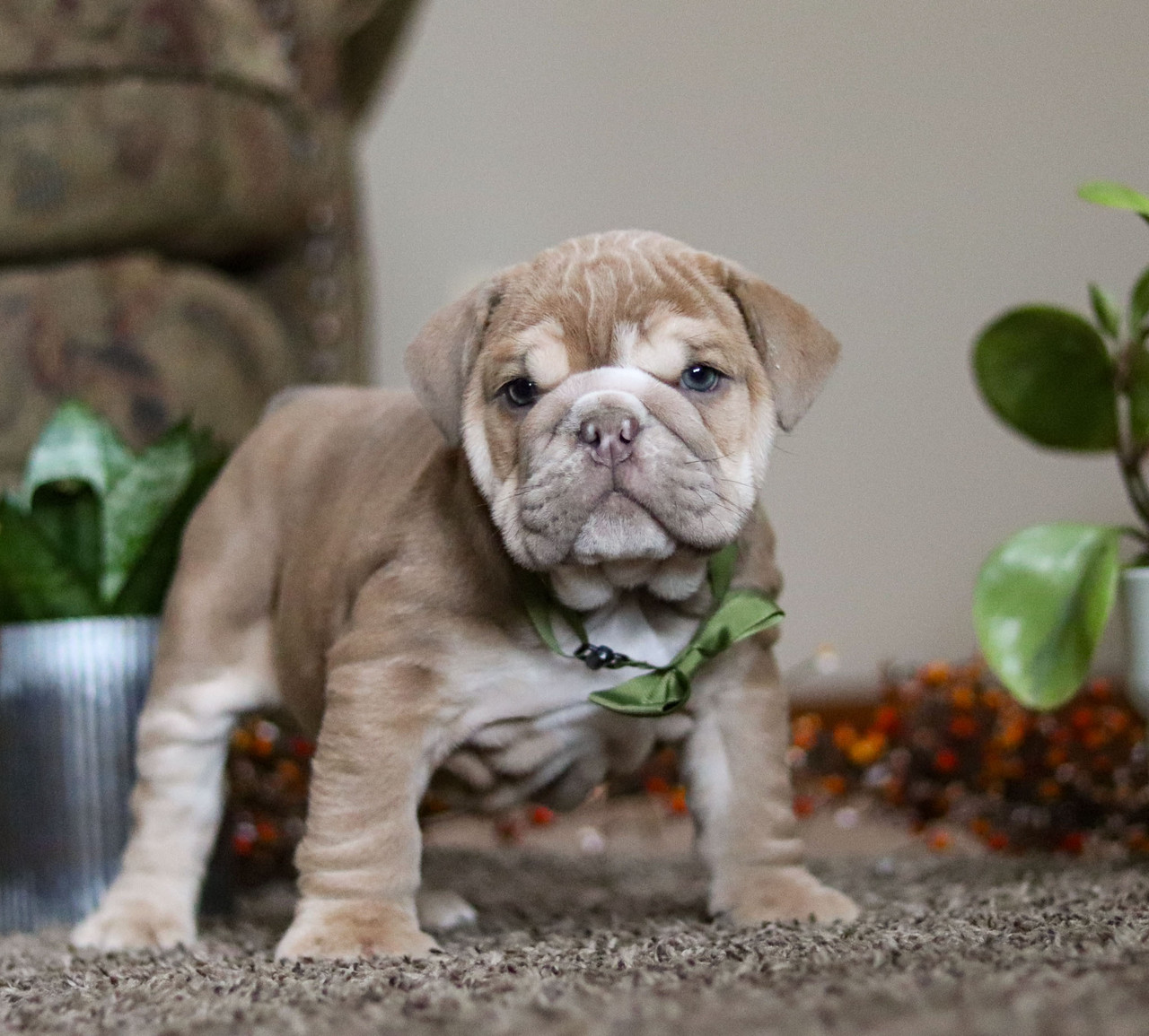 Olivia, AKC English Bulldog Puppy | Blossom Ridge Bulldog
