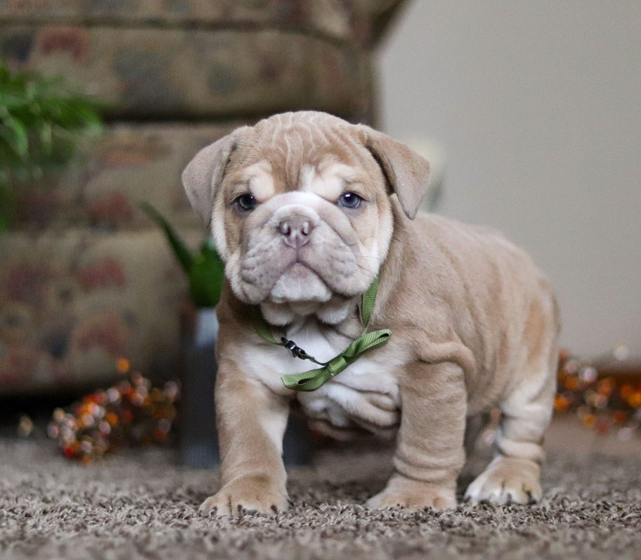 Olivia, AKC English Bulldog Puppy | Blossom Ridge Bulldog