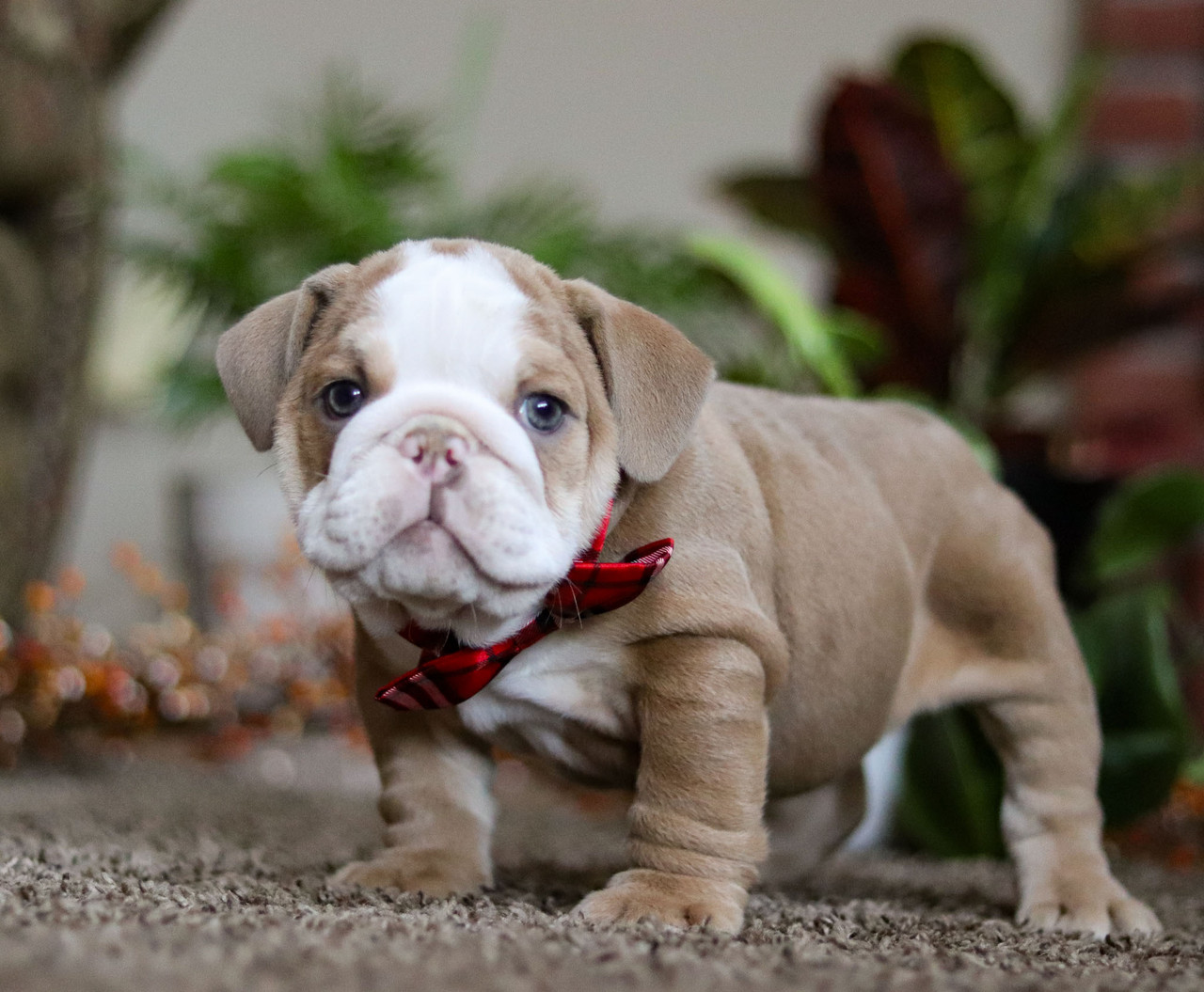Olivia, AKC English Bulldog Puppy | Blossom Ridge Bulldog