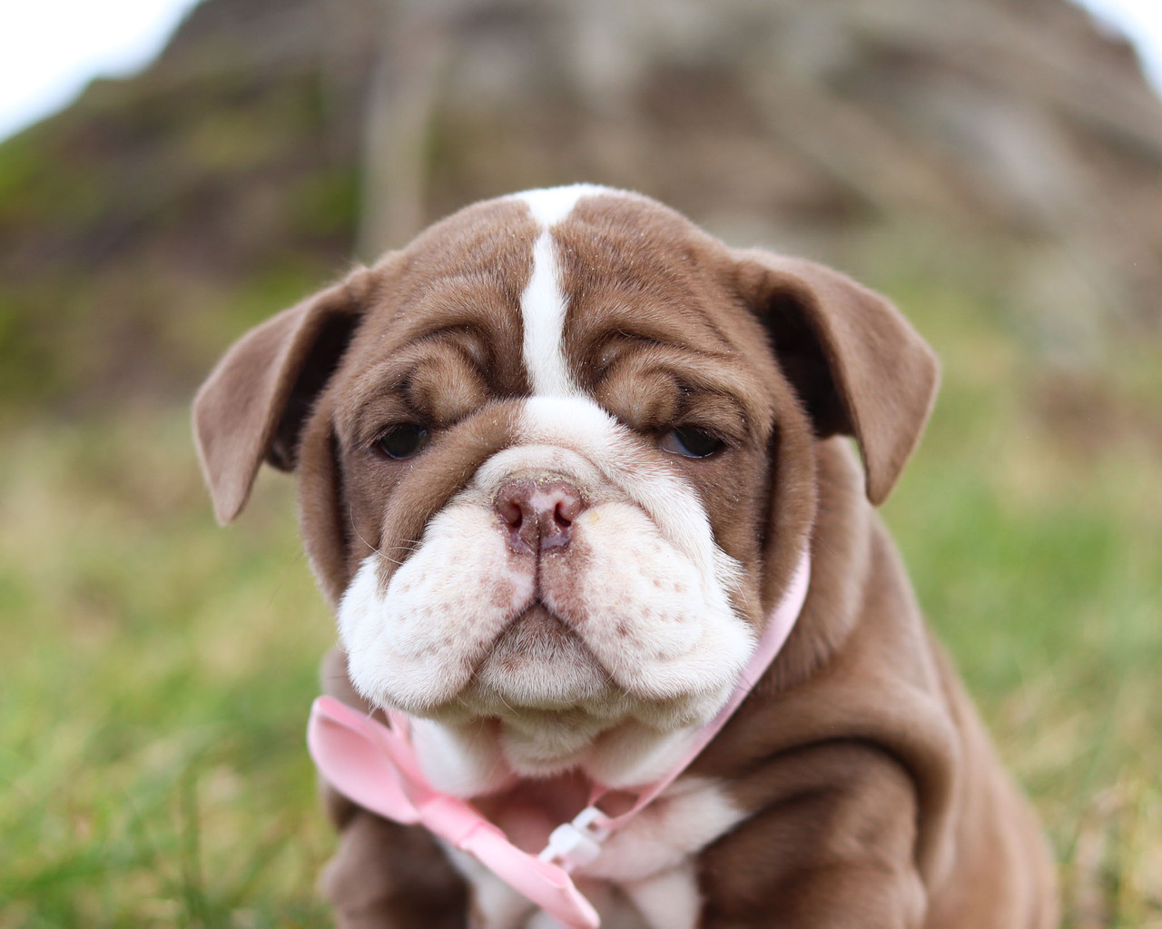 Olivia, AKC English Bulldog Puppy | Blossom Ridge Bulldog