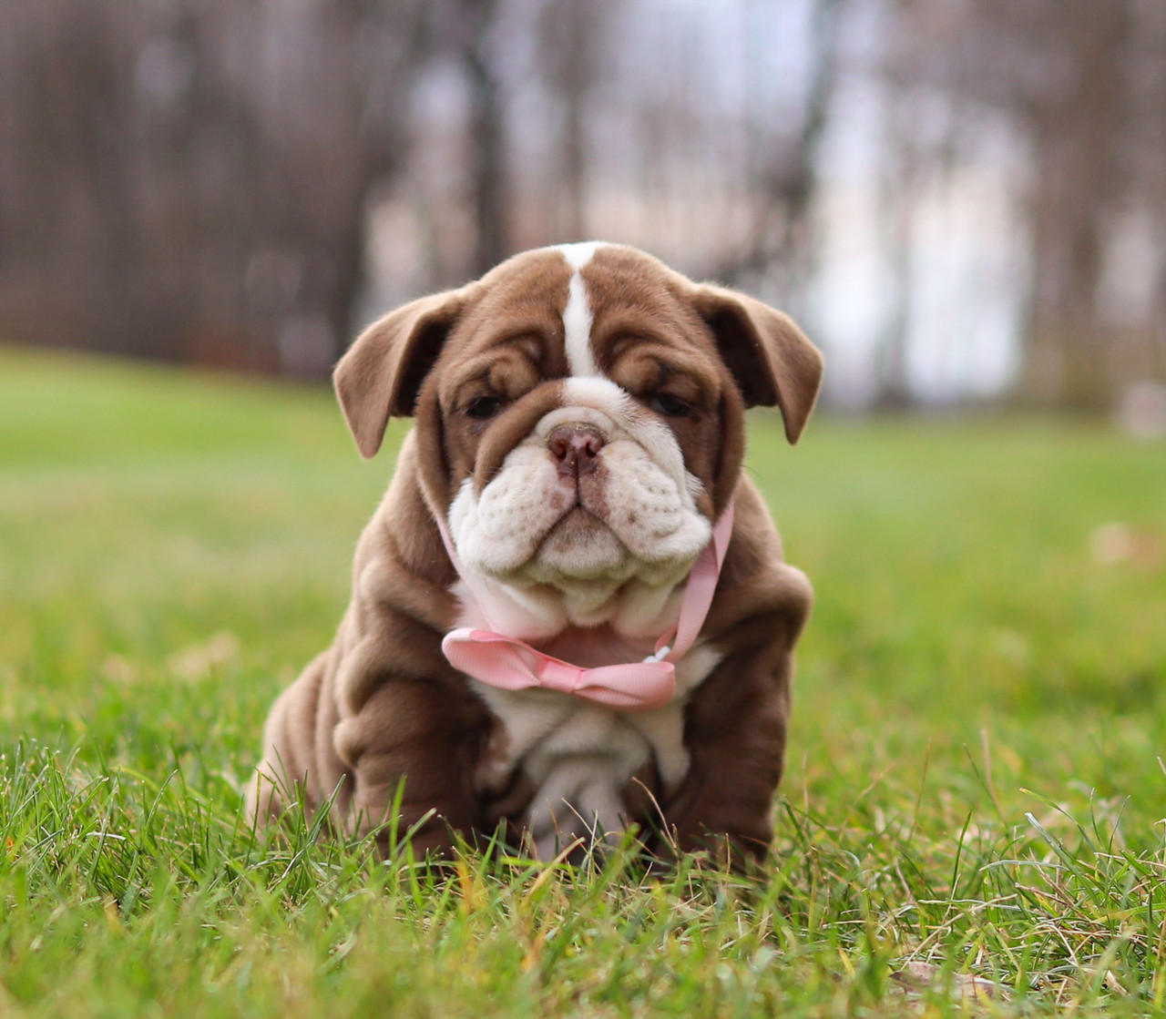 Olivia, AKC English Bulldog Puppy | Blossom Ridge Bulldog