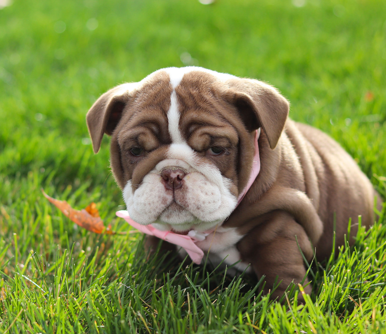 Olivia, AKC English Bulldog Puppy | Blossom Ridge Bulldog