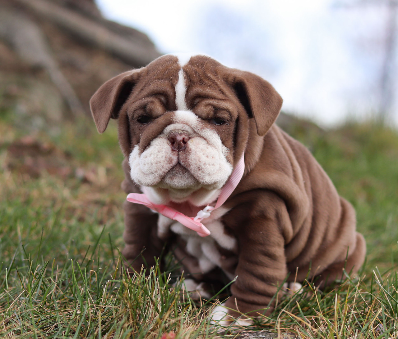Olivia, AKC English Bulldog Puppy | Blossom Ridge Bulldog