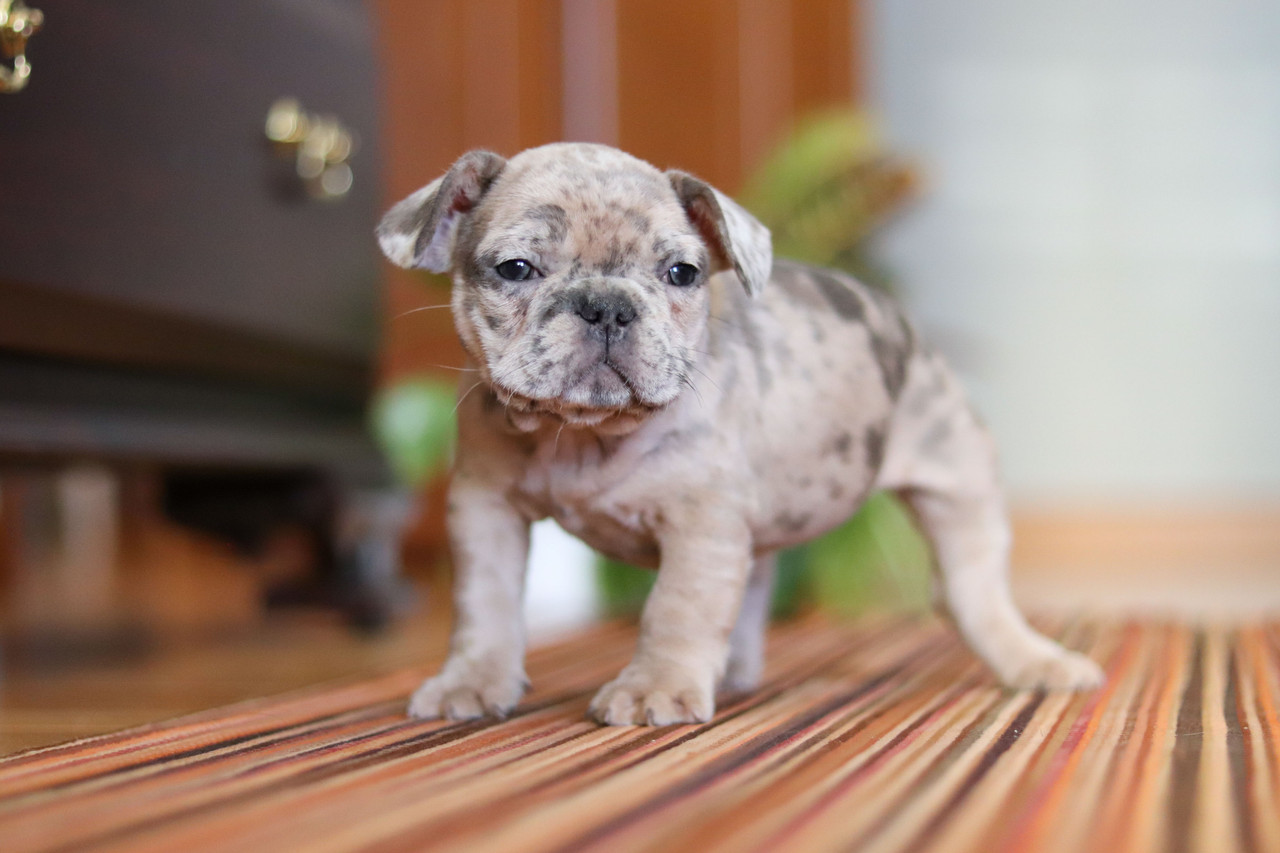 Tessa, AKC French Bulldog Puppy | Blossom Ridge Bulldog