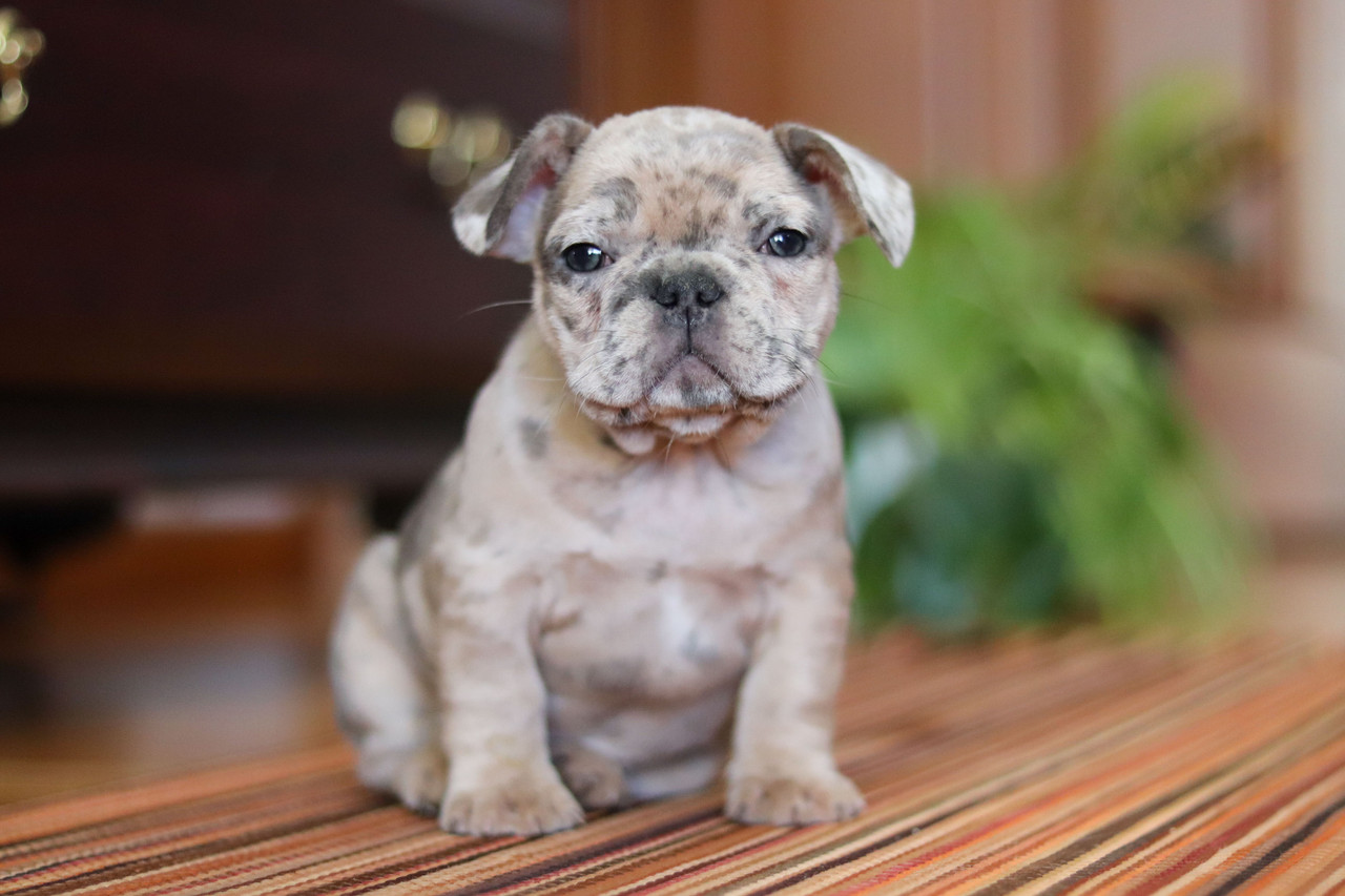 Tessa, AKC French Bulldog Puppy | Blossom Ridge Bulldog